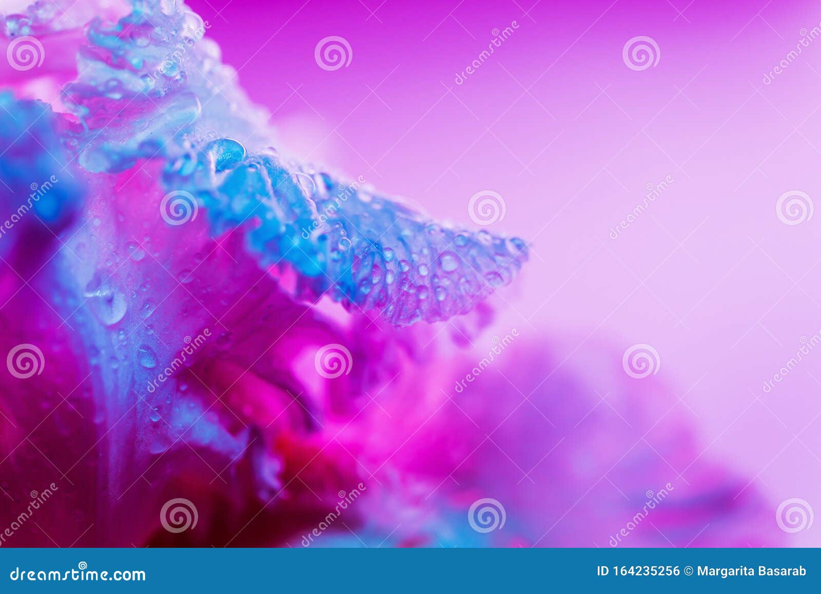 Vivid Neon Colored Iris Flower Bud Stock Photo - Image of blooming ...