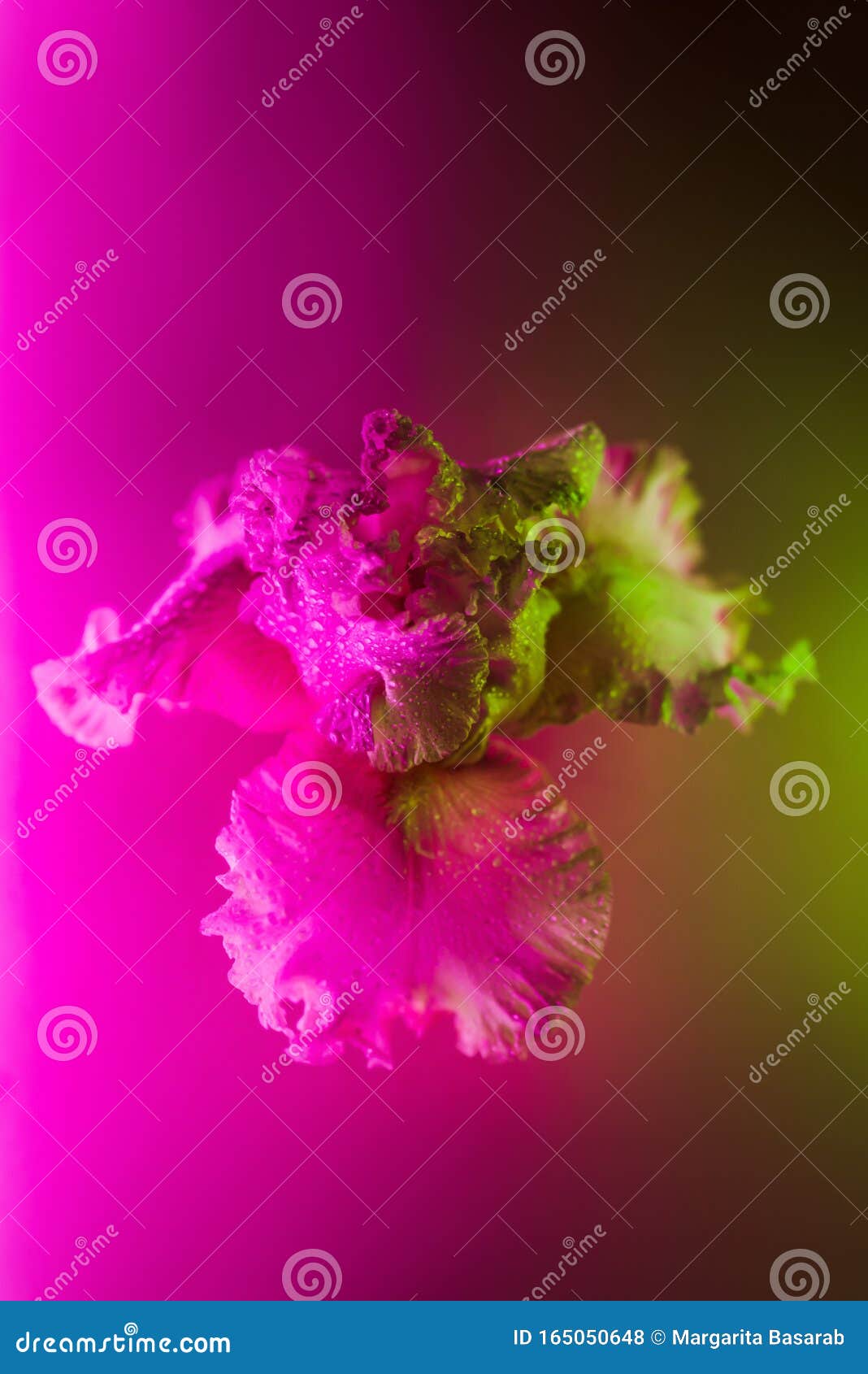 Vivid Neon Colored Iris Flower Bud Stock Photo - Image of green, light ...