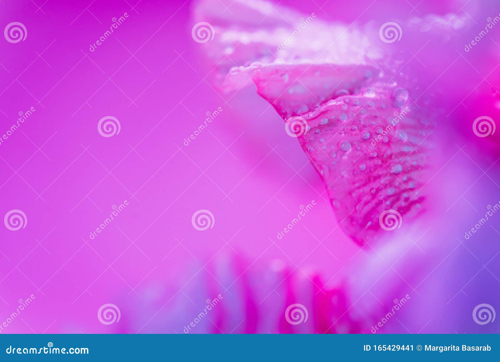 Vivid Neon Colored Iris Flower Bud Stock Image - Image of growth ...
