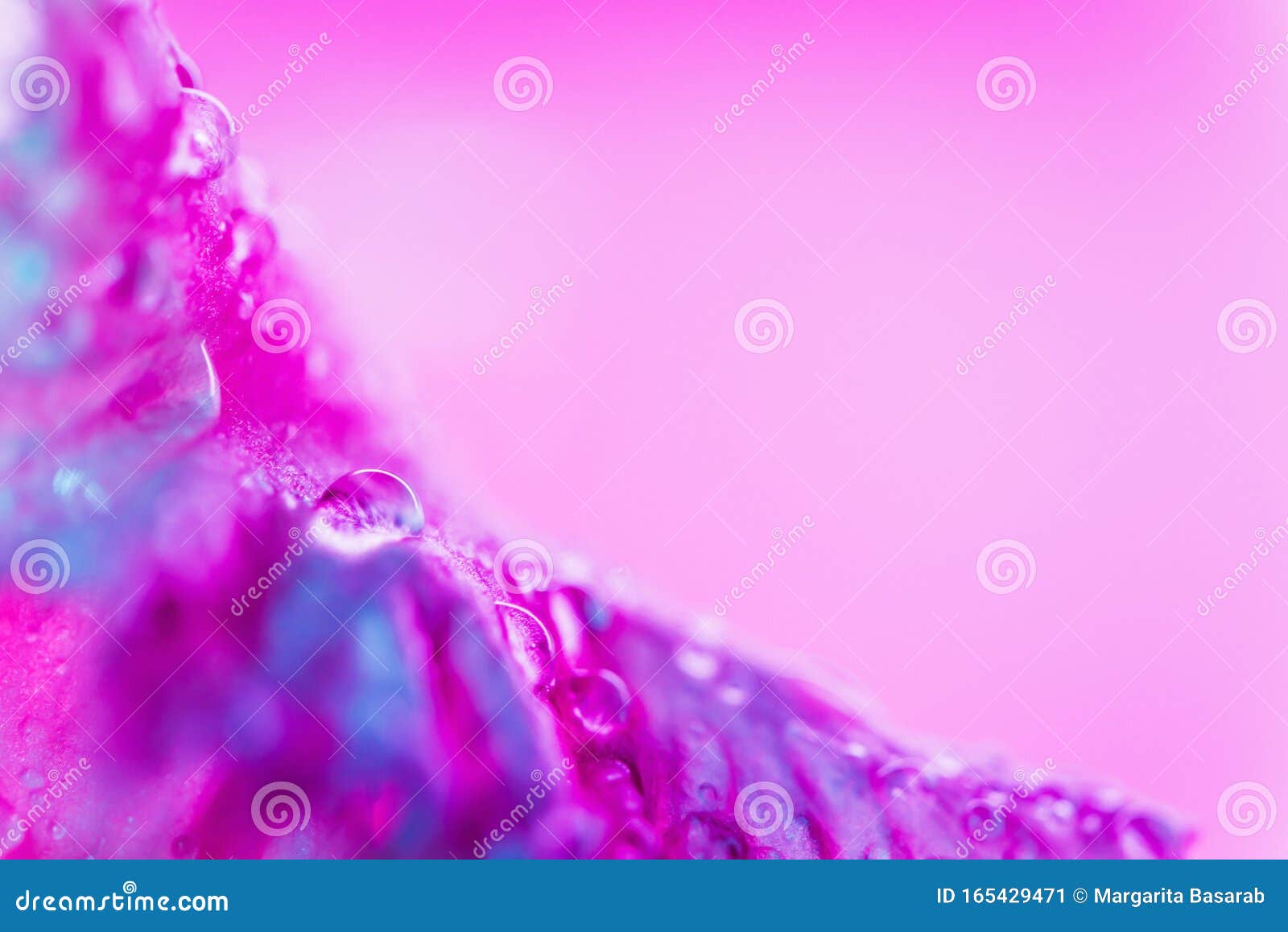 Vivid Neon Colored Iris Flower Bud Stock Image - Image of fresh, copy ...