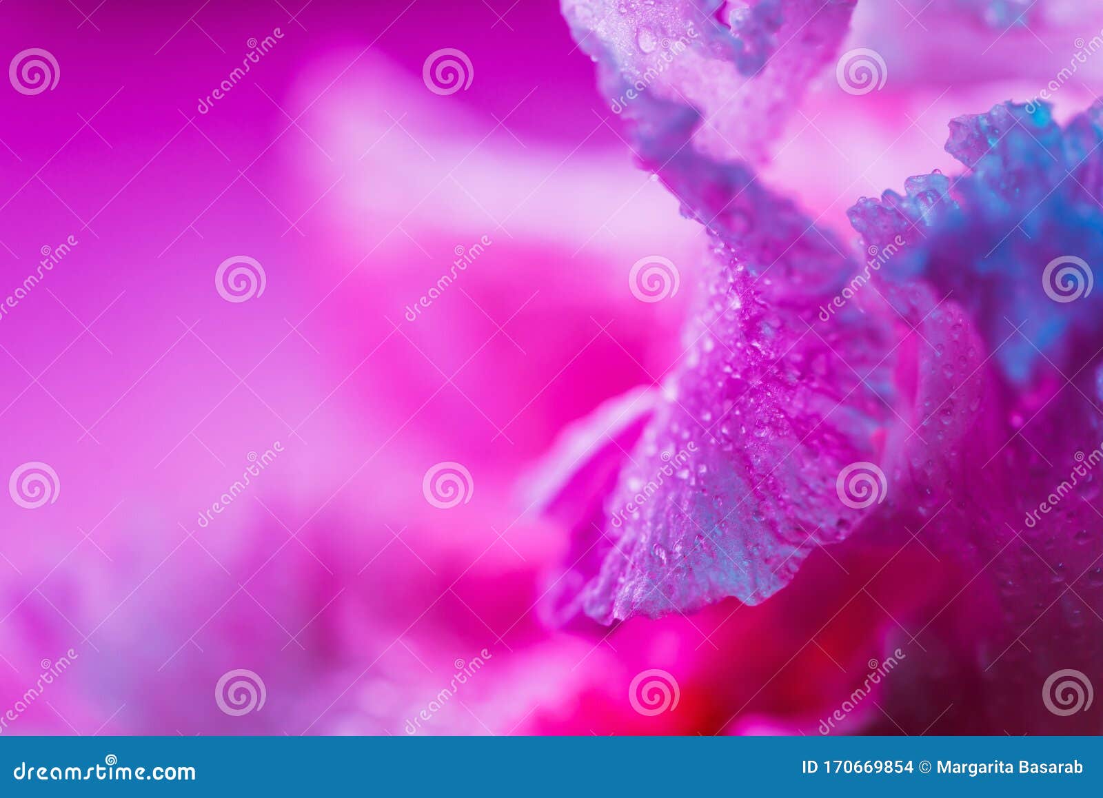 Vivid Neon Colored Iris Flower Bud Stock Photo - Image of irises ...