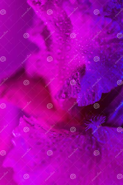 Vivid Neon Colored Iris Flower Bud Stock Photo - Image of light, garden ...