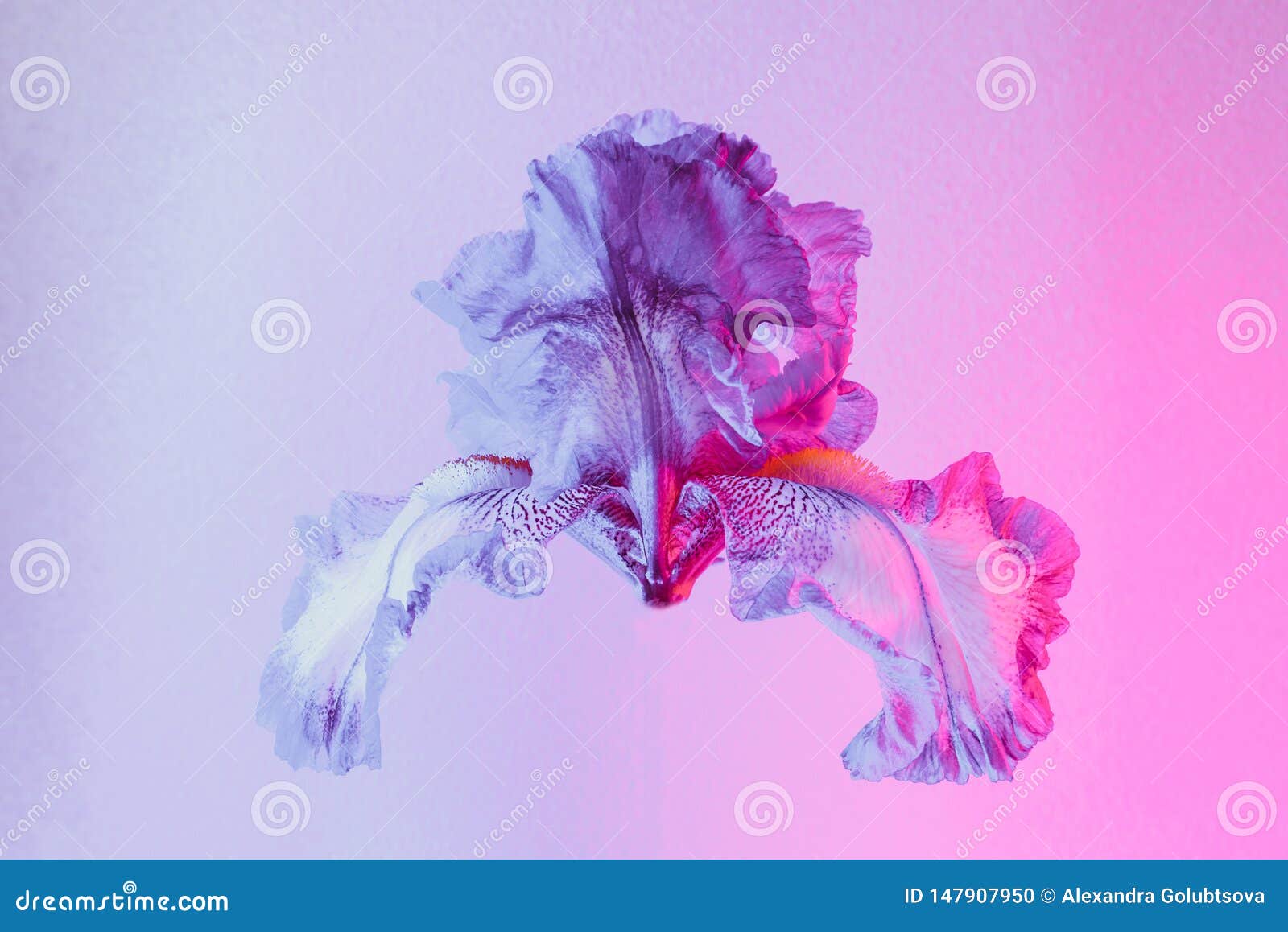 Neon colored flower. stock photo. Image of decorative - 147907950