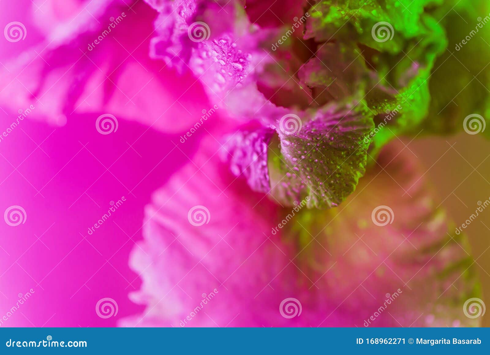Vivid Neon Colored Iris Flower Bud Stock Image - Image of creative ...
