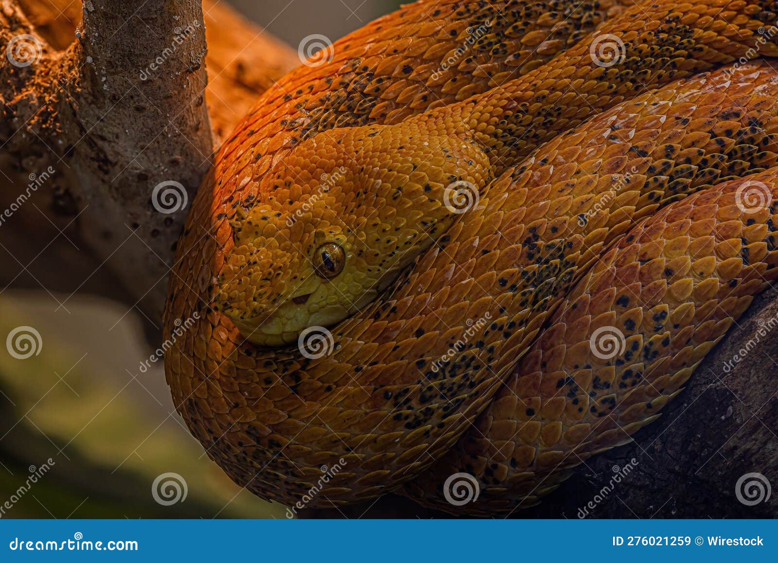 Vivid Orange-colored Snake is Perched on a Thin, Brown Tree Branch ...