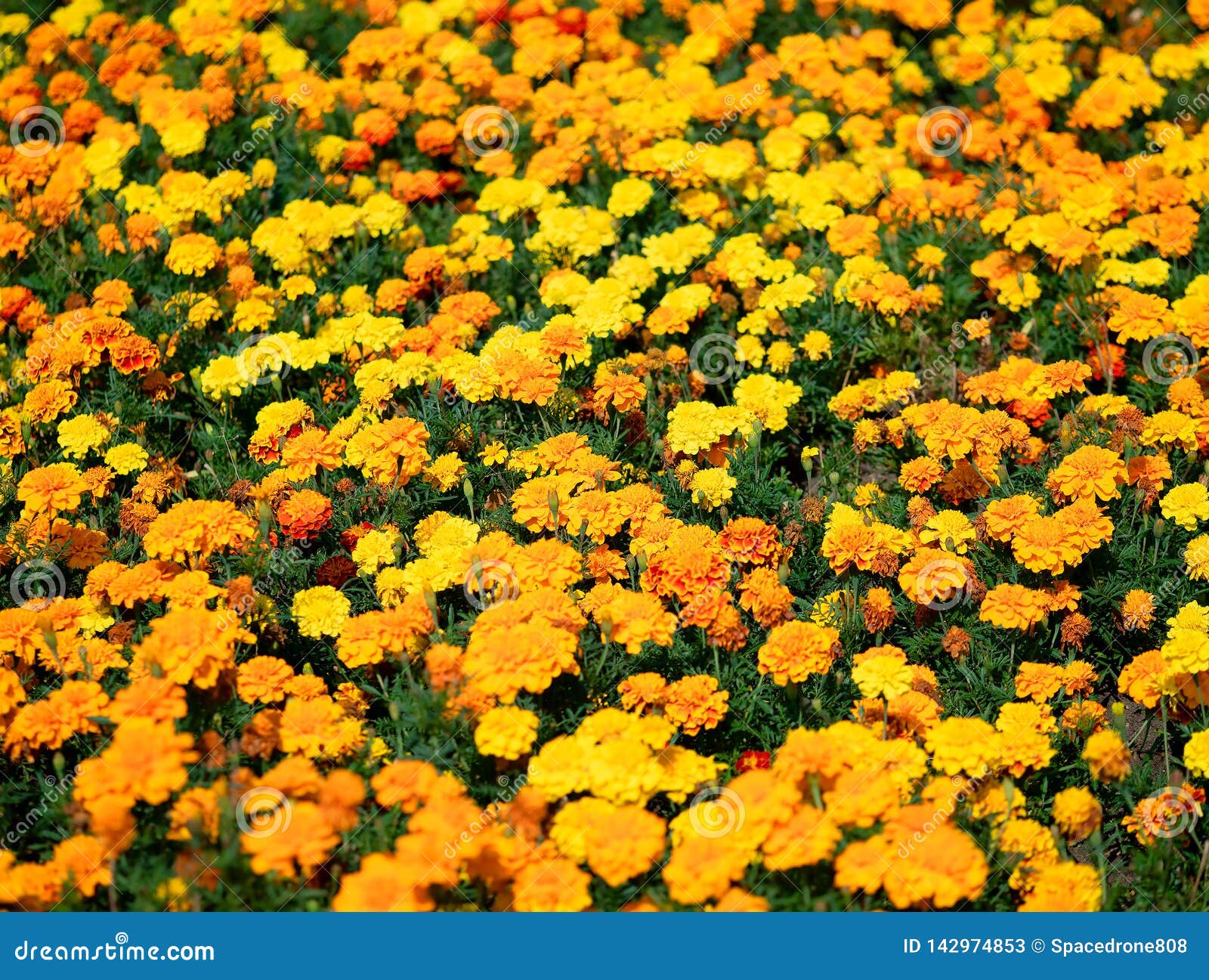 Vivid Orange Garden Flowers Texture Background Stock Image - Image of vibrant, backdrop: 142974853