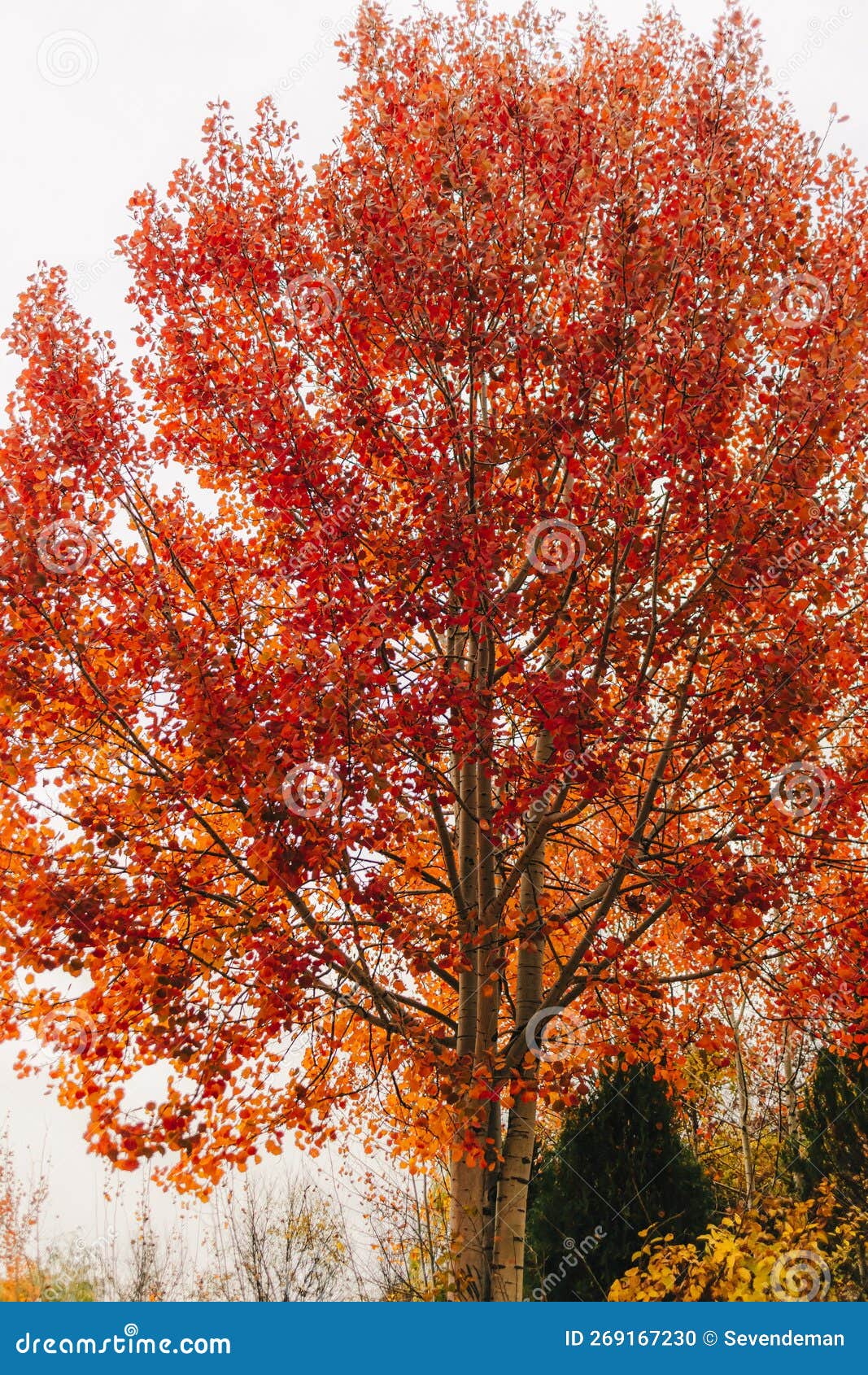 Vivid Orange and Yellow Tree in Autumn. Stock Photo - Image of isolated ...
