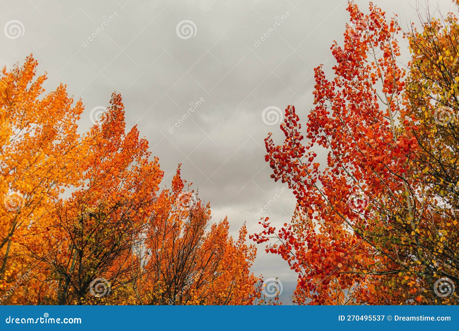 Vivid Orange and Yellow Tree in Autumn. Stock Image - Image of life ...