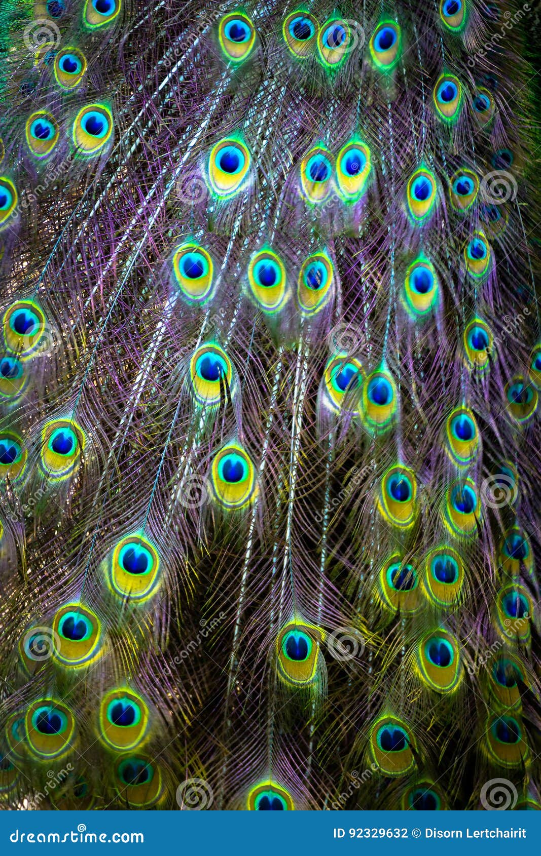 Vivid peacock tail. stock photo. Image of background - 92329632