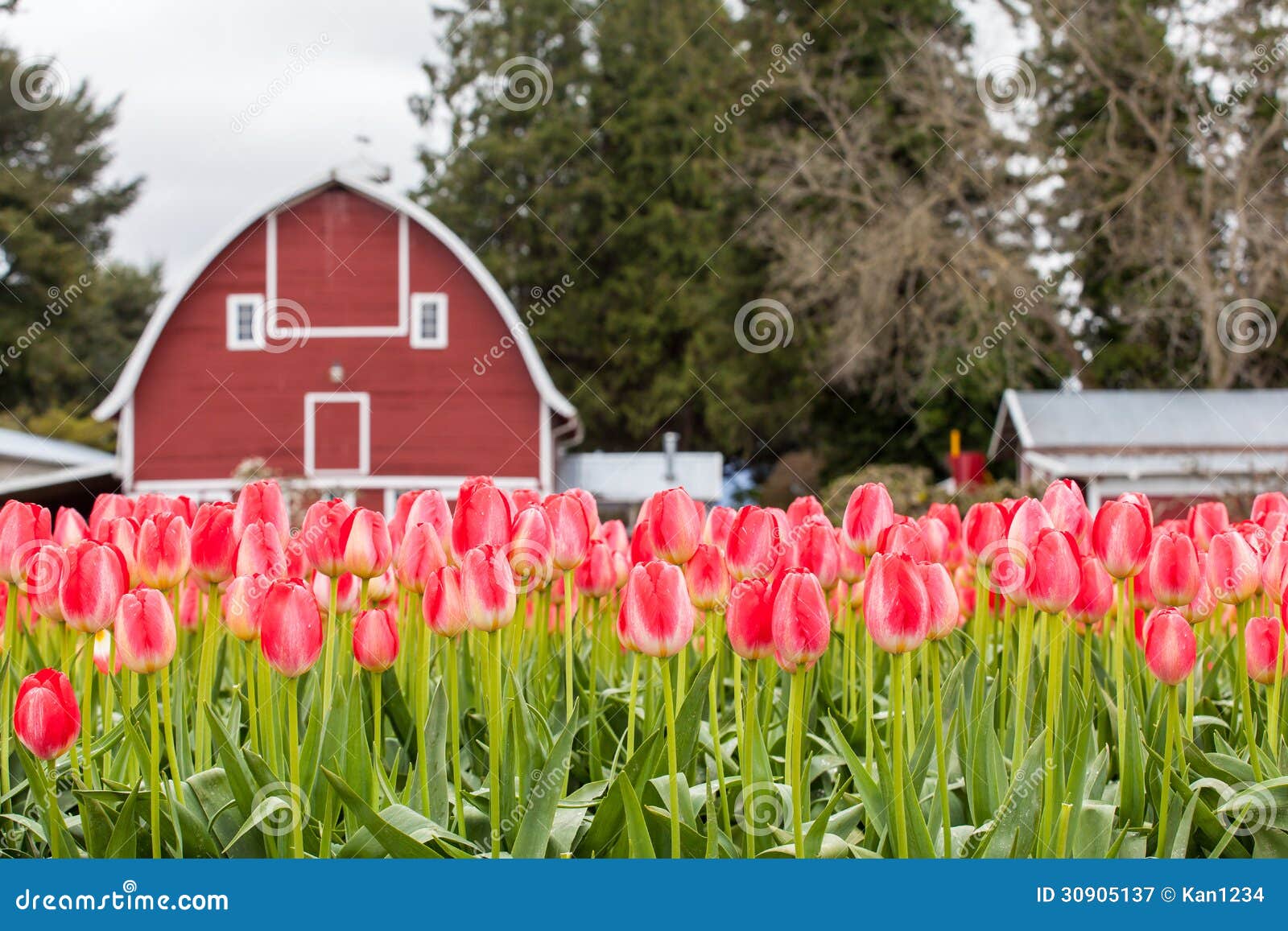 Vivid Pink Tulip Field and Farmer Barn Stock Image - Image of ...