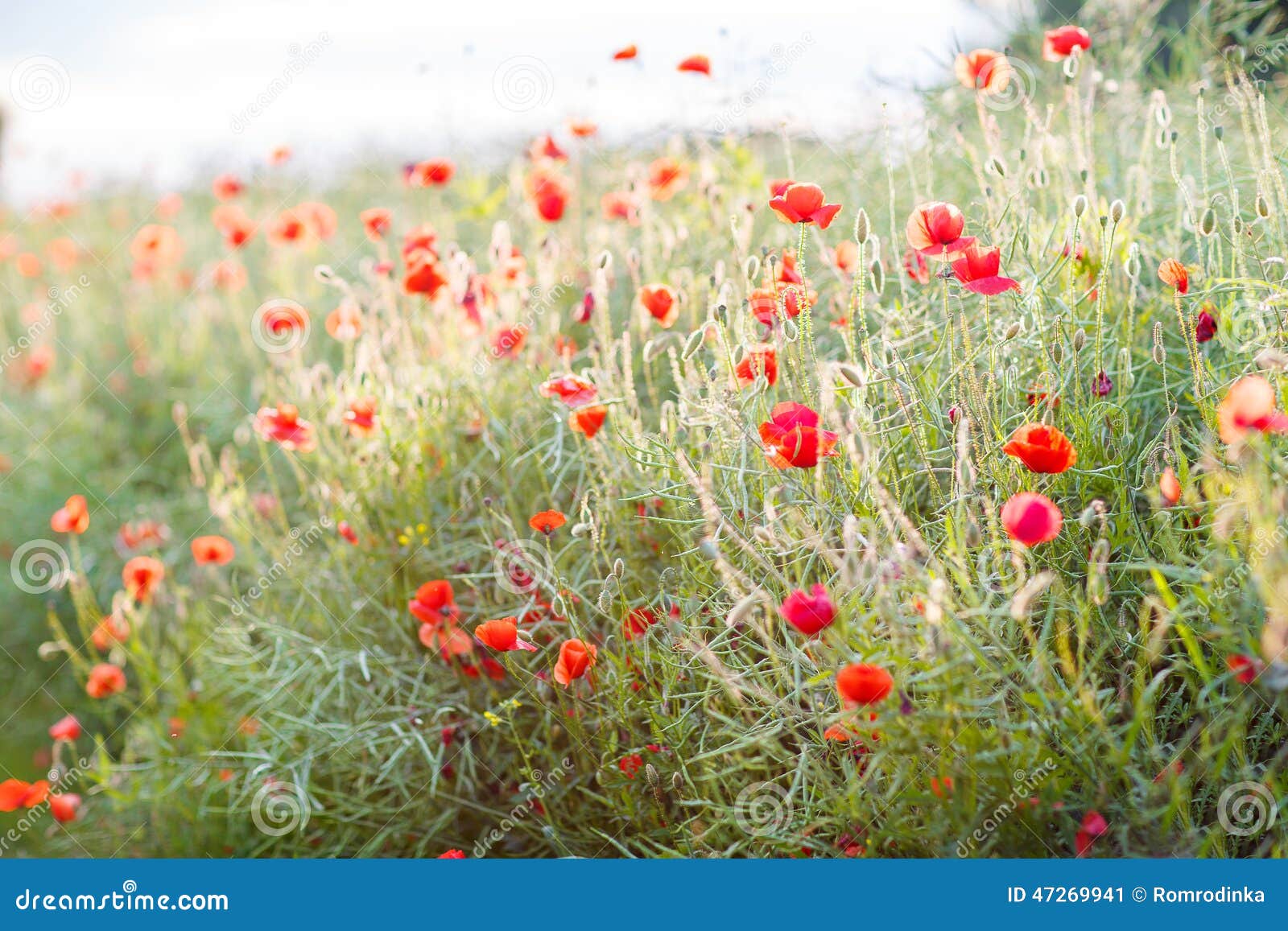 Vivid Poppy Field in Evening Sun Light Stock Image - Image of ...