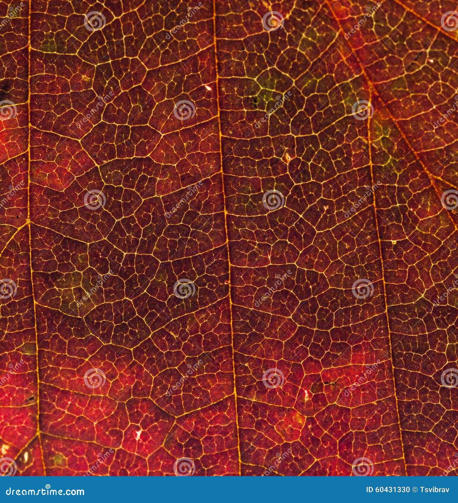Vivid Red Autumn Leaf Texture with Veins Stock Photo - Image of fresh ...