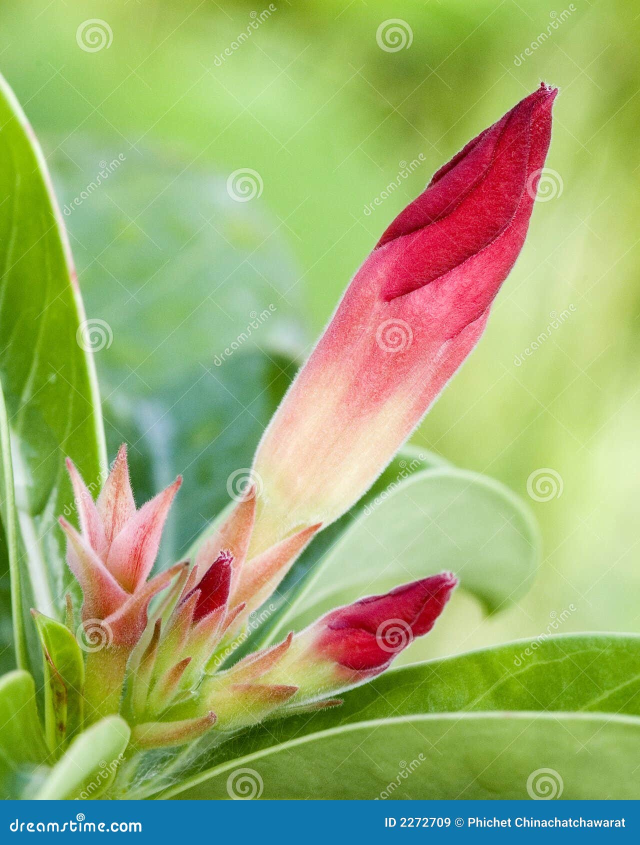Vivid red bloom flowers stock image. Image of petals, green - 2272709