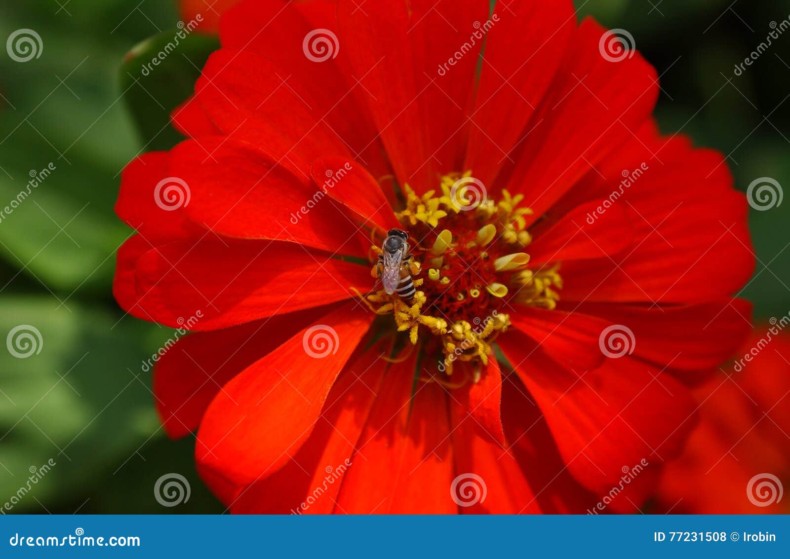 Vivid Red Flower with Bees in the Middle Stock Photo - Image of botany ...