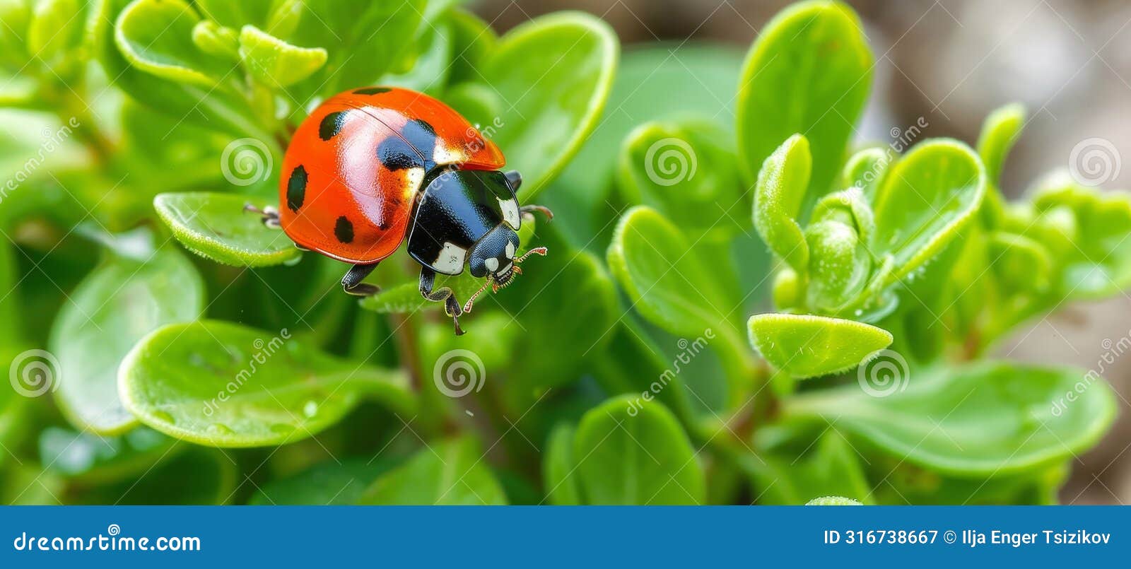 Pollination Process Of A Flower Hibiscus Flower With Bumblebee As ...