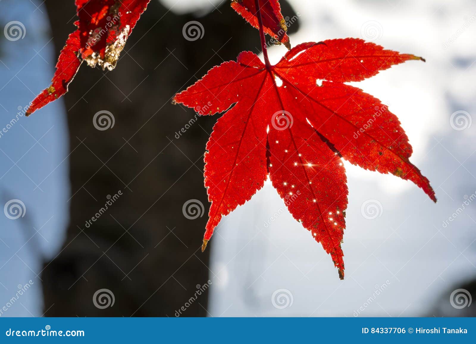 Vivid red maple leaf stock photo. Image of acer, maple - 84337706