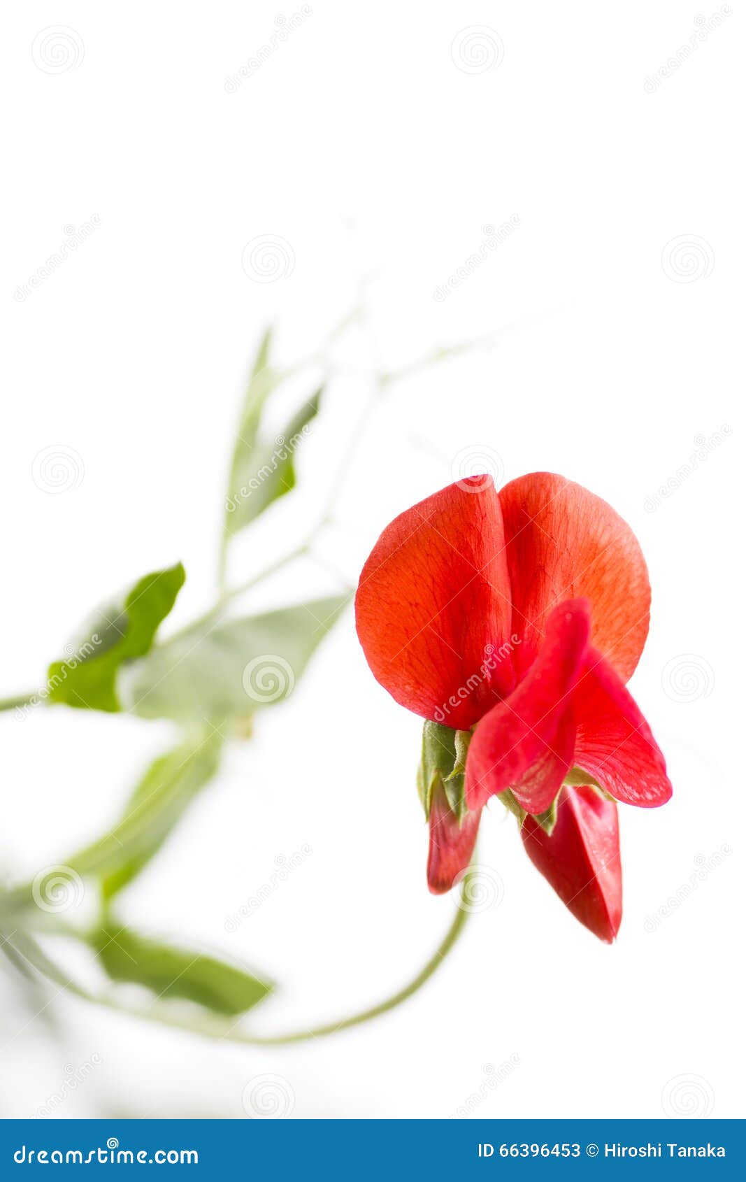 Vivid red sweet pea stock image. Image of leaf, botanical - 66396453