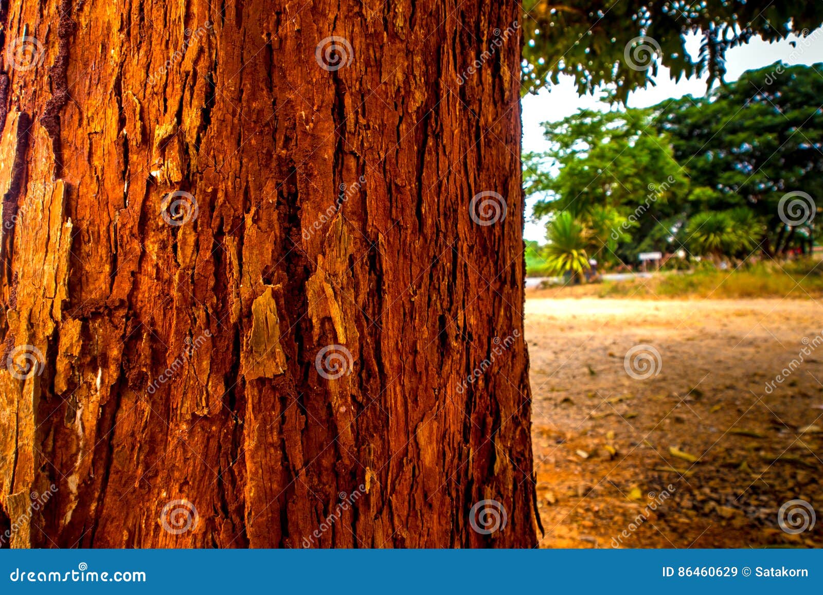 The Vivid Red Trunk of the Tree Stock Image - Image of leaves, green ...