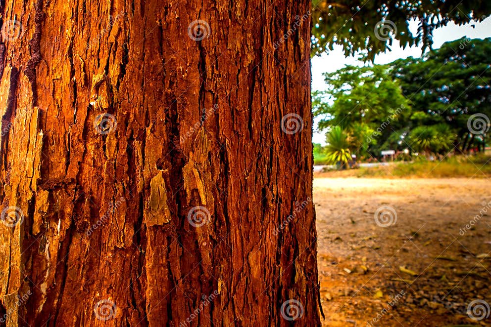 The Vivid Red Trunk of the Tree Stock Image - Image of leaves, green ...