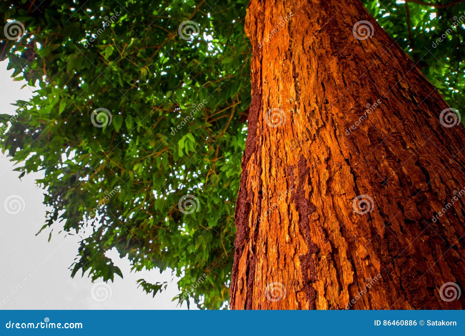 The Vivid Red Trunk of the Tree Stock Photo - Image of beautiful ...