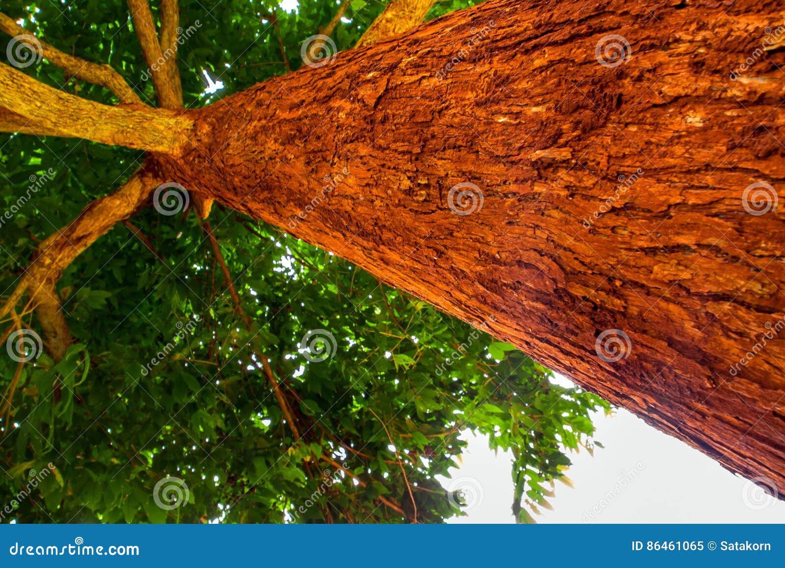 The Vivid Red Trunk of the Tree Stock Image - Image of tree, outdoor ...
