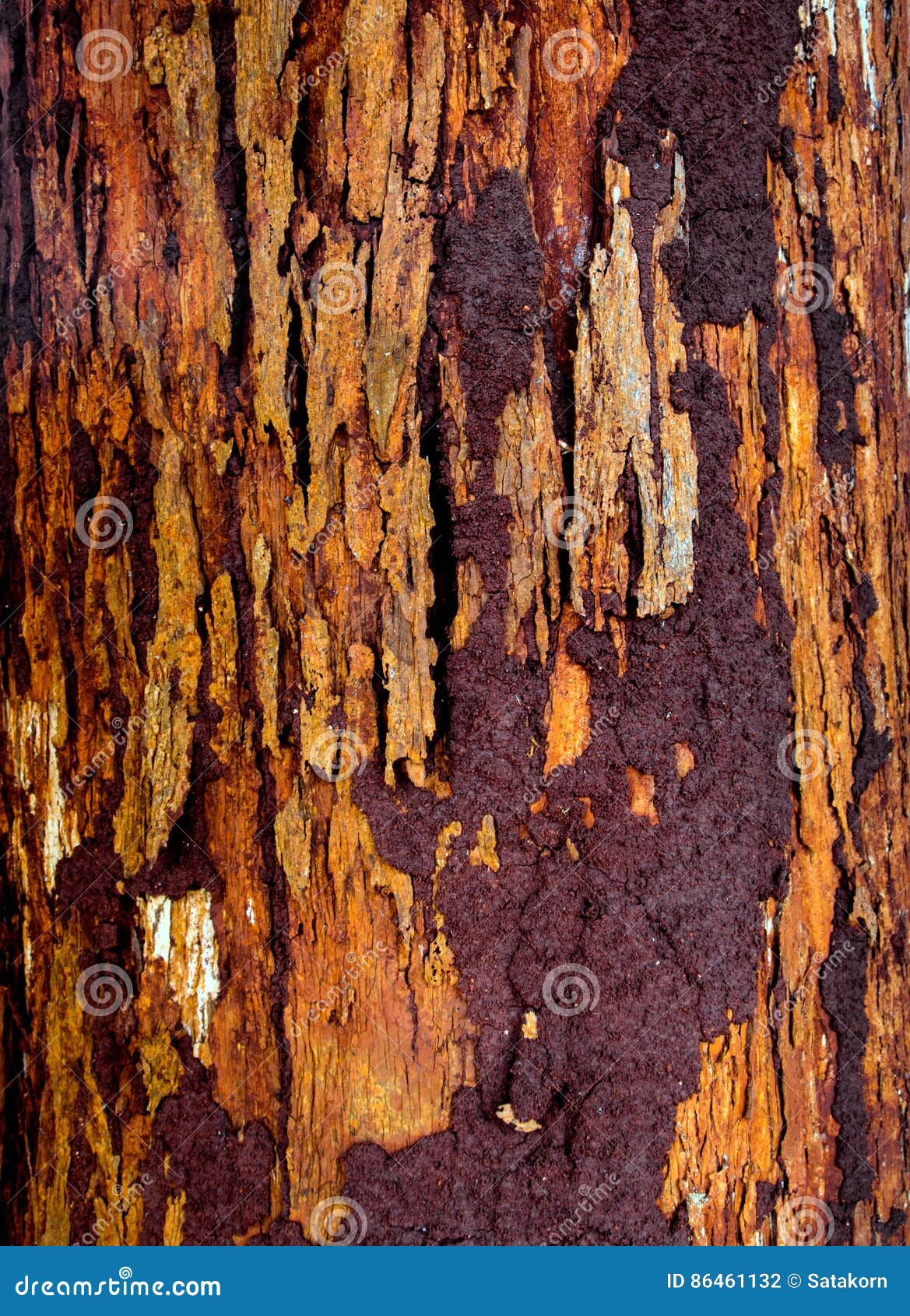 The Vivid Red Trunk of the Tree Stock Photo - Image of trunk, tree ...