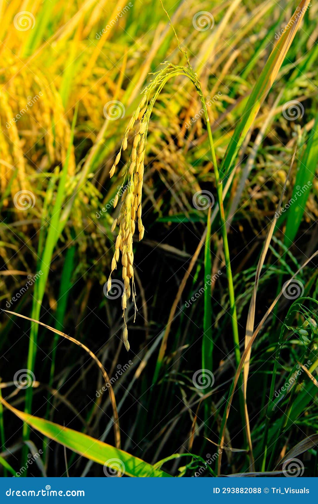 Vivid rice paddy stalk stock photo. Image of ripe, healthy - 293882088