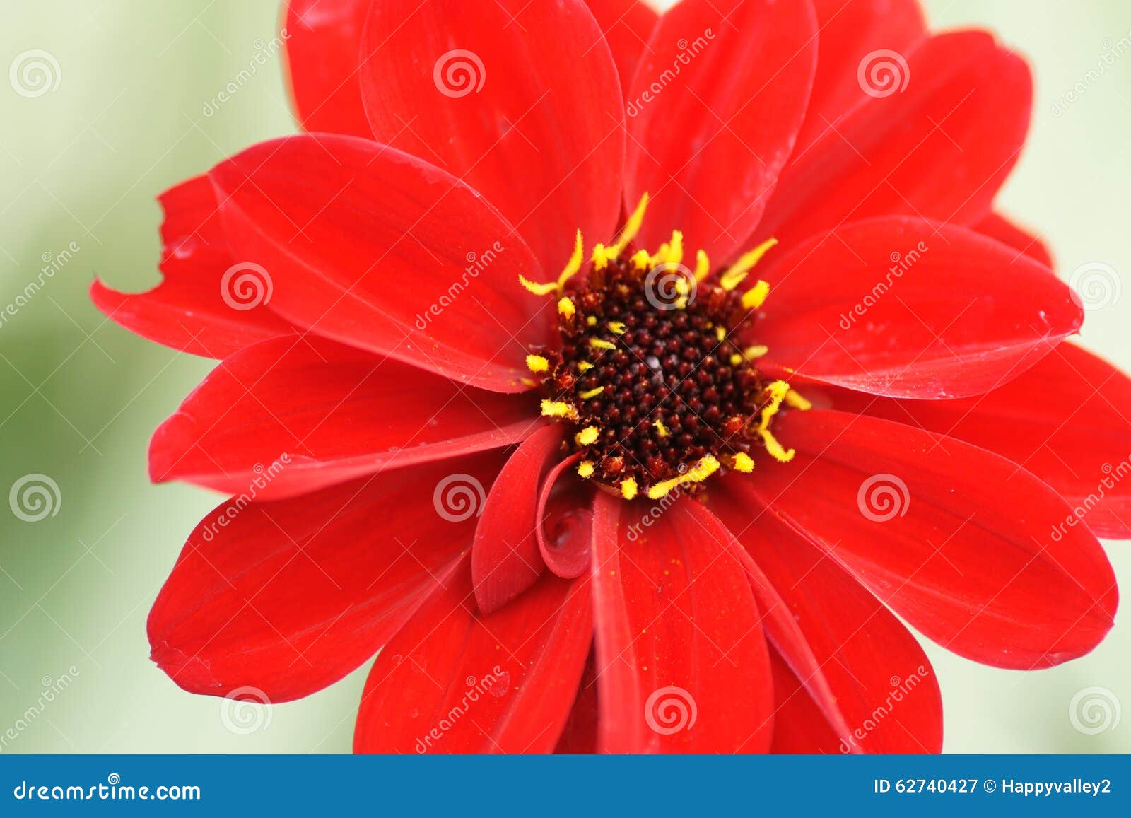 Vivid single red flower stock image. Image of textured - 62740427