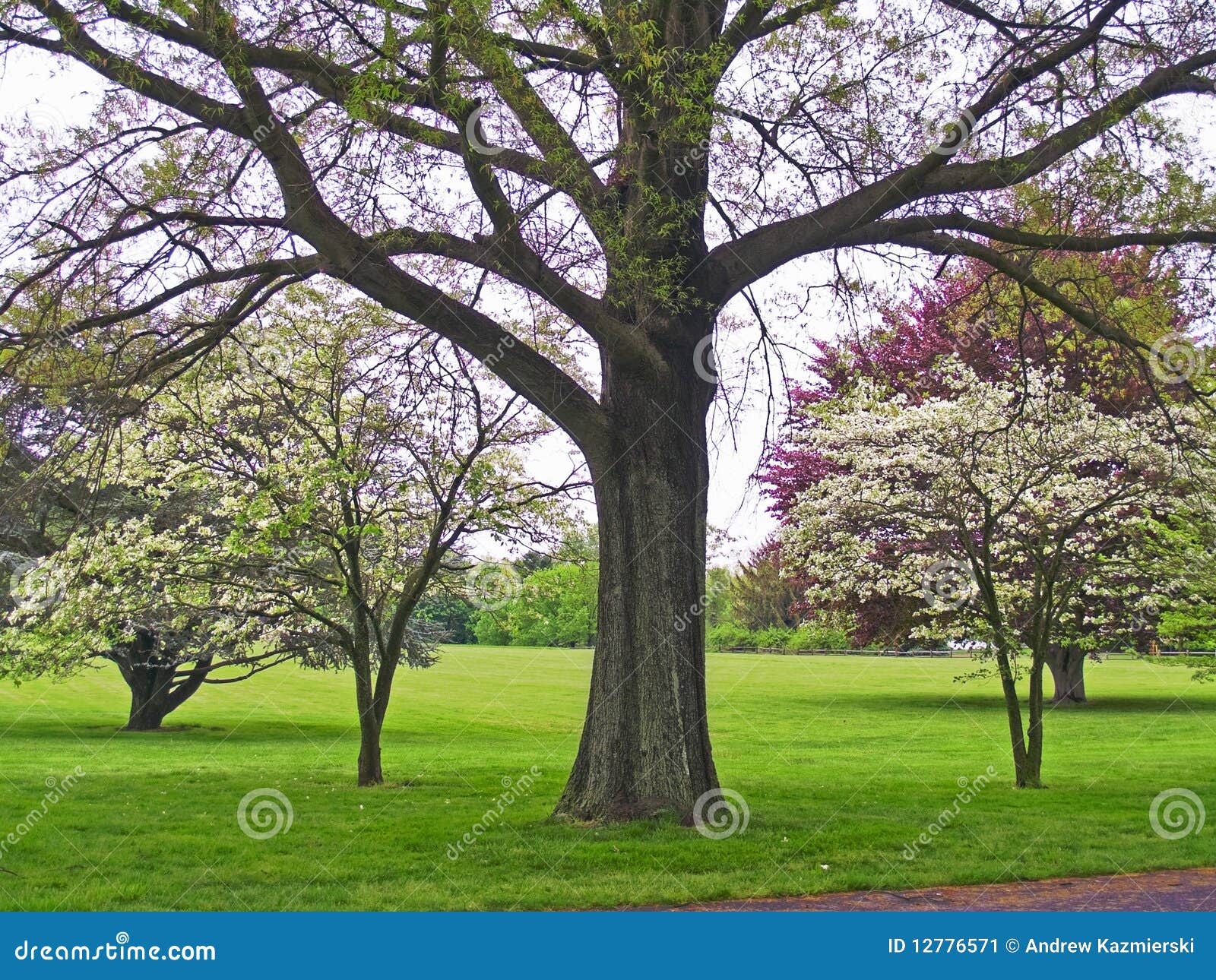 Vivid Spring stock image. Image of meadow, petals, flowers - 12776571