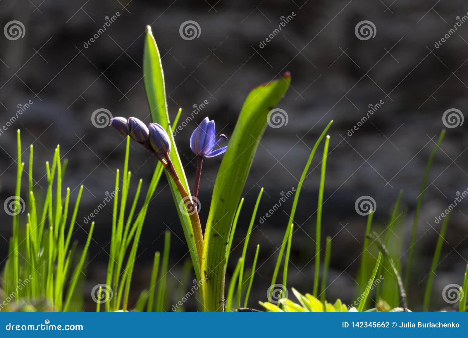 Vivid spring flowers stock photo. Image of garden, snowdrops - 142345662