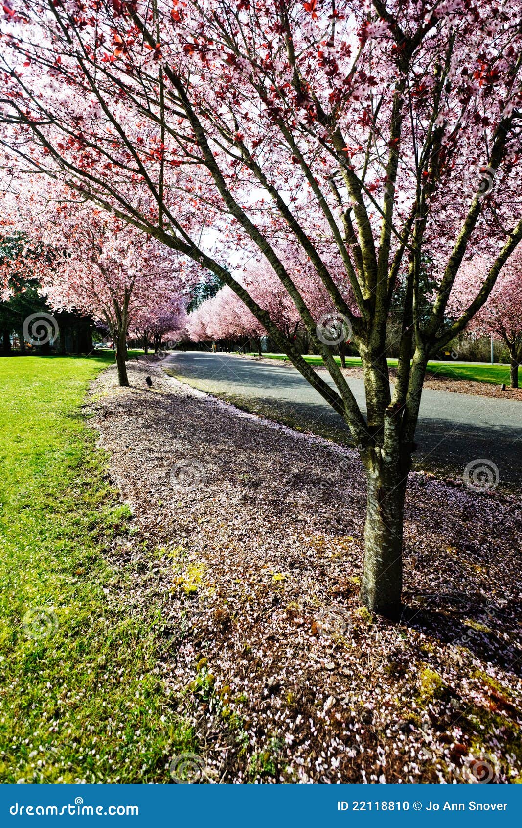 Vivid Spring Light on Flowering Trees Stock Photo - Image of vertical ...