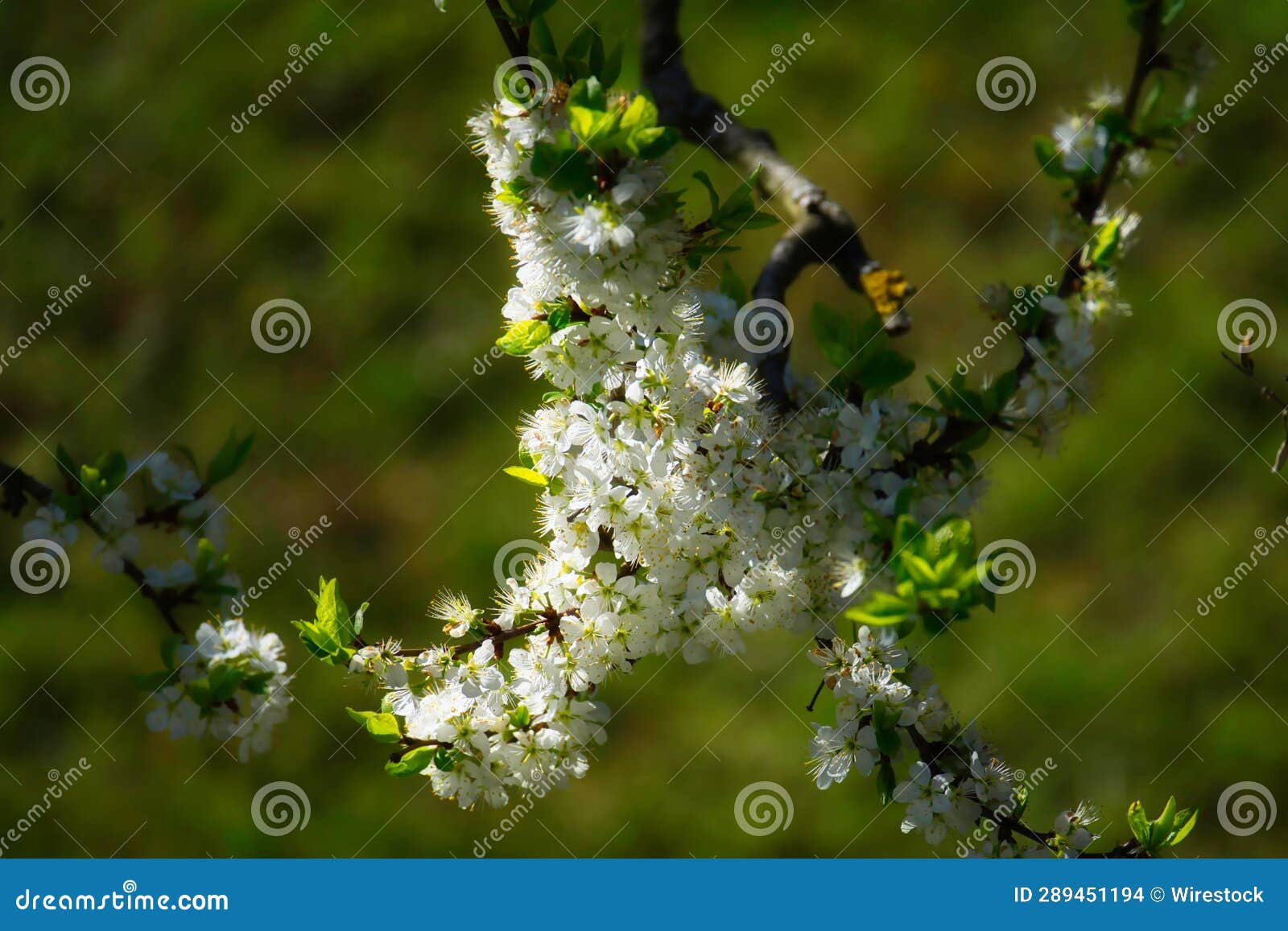 Vivid Springtime View of a Mirabelle Tree Adorned with Flowers in Full ...
