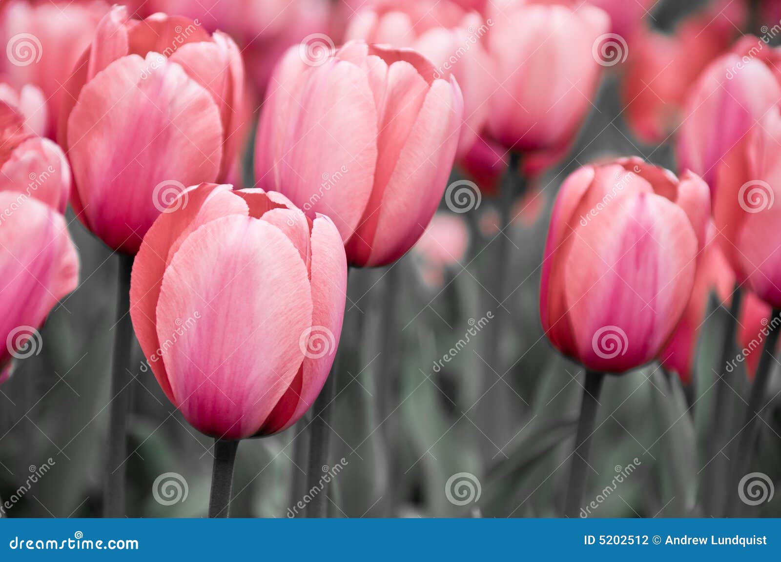 Vivid Stylized Tulips Picture. Image: 5202512