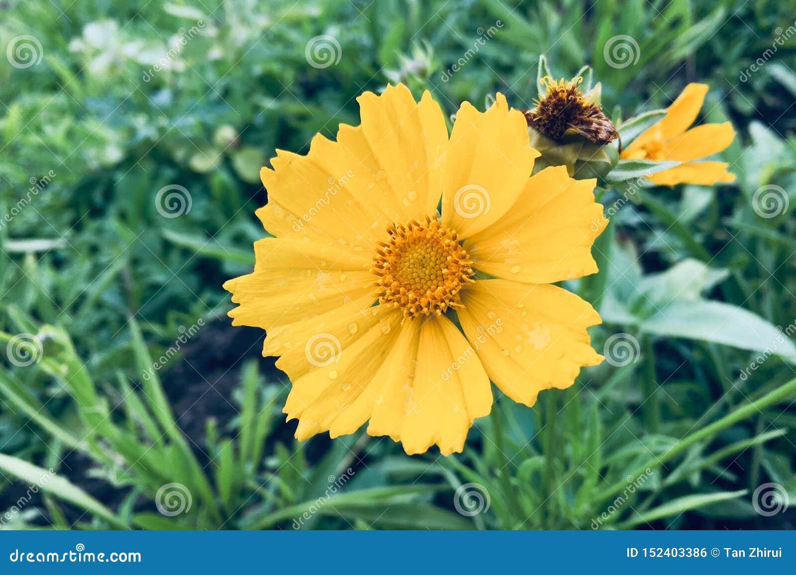 A beautiful turnsole stock photo. Image of sunflower - 152403386