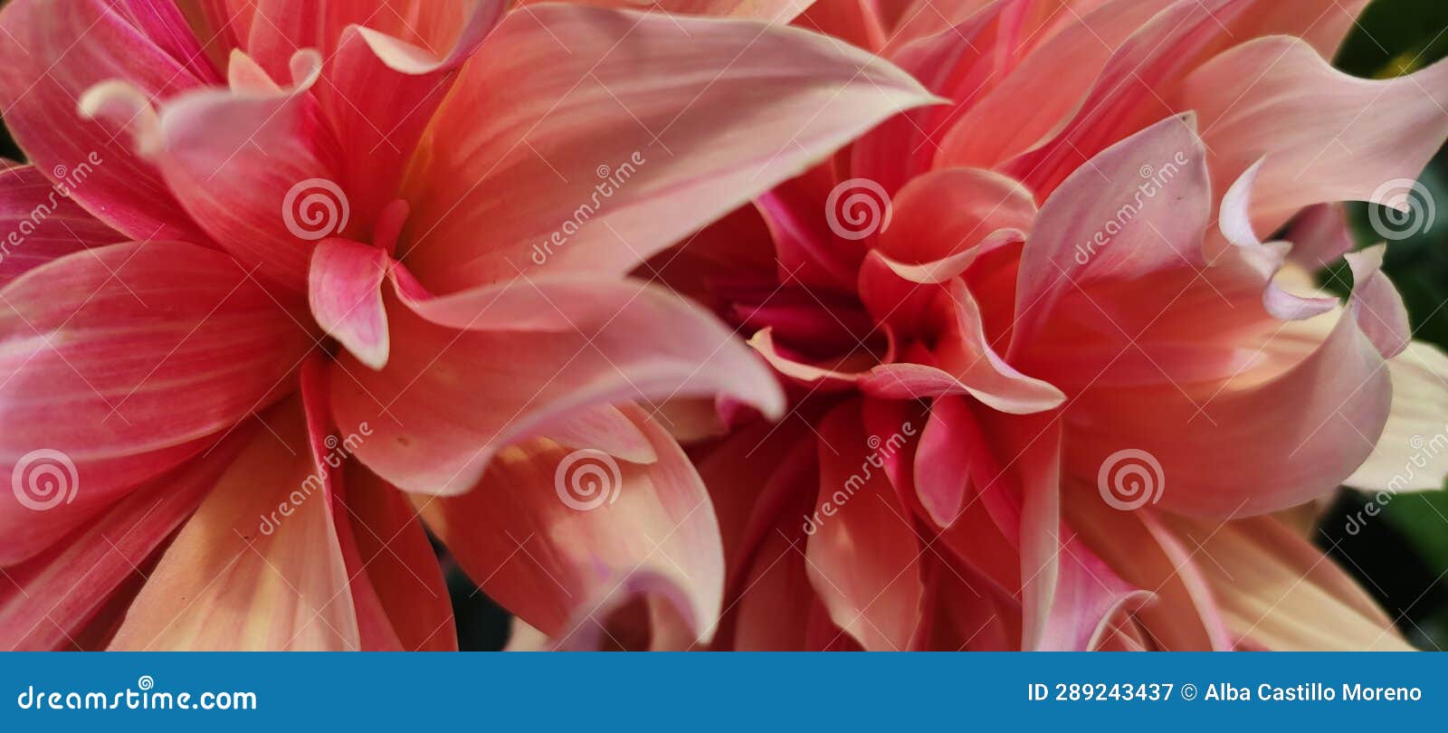 Vivid Things Like Colorful Flowers Stock Image - Image of vivid ...