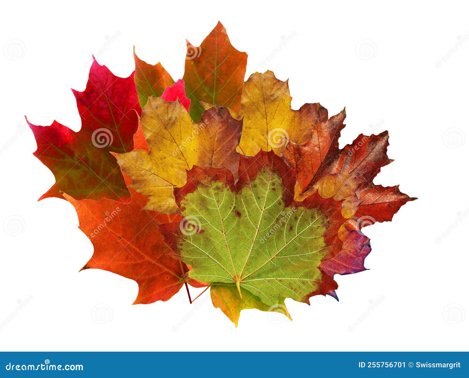 Vivid Variety of Maple Leaves in Fall Stock Image - Image of fall ...
