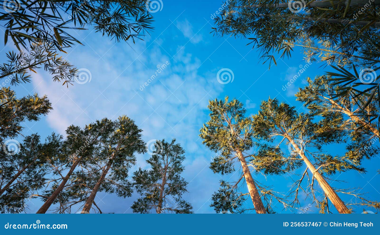 A Vivid View of the Blue Sky through an Opening in the Trees of Thick ...