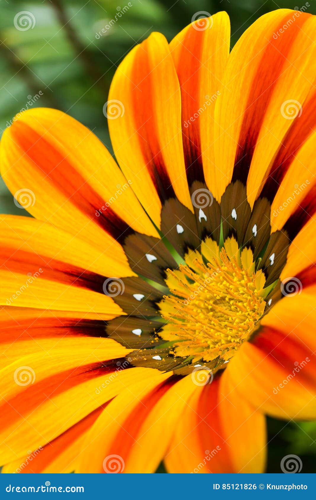 Vivid yellow flower stock photo. Image of blossom, beautiful - 85121826 Vivid yellow flower stock photo. Image of blossom, beautiful - 85121826