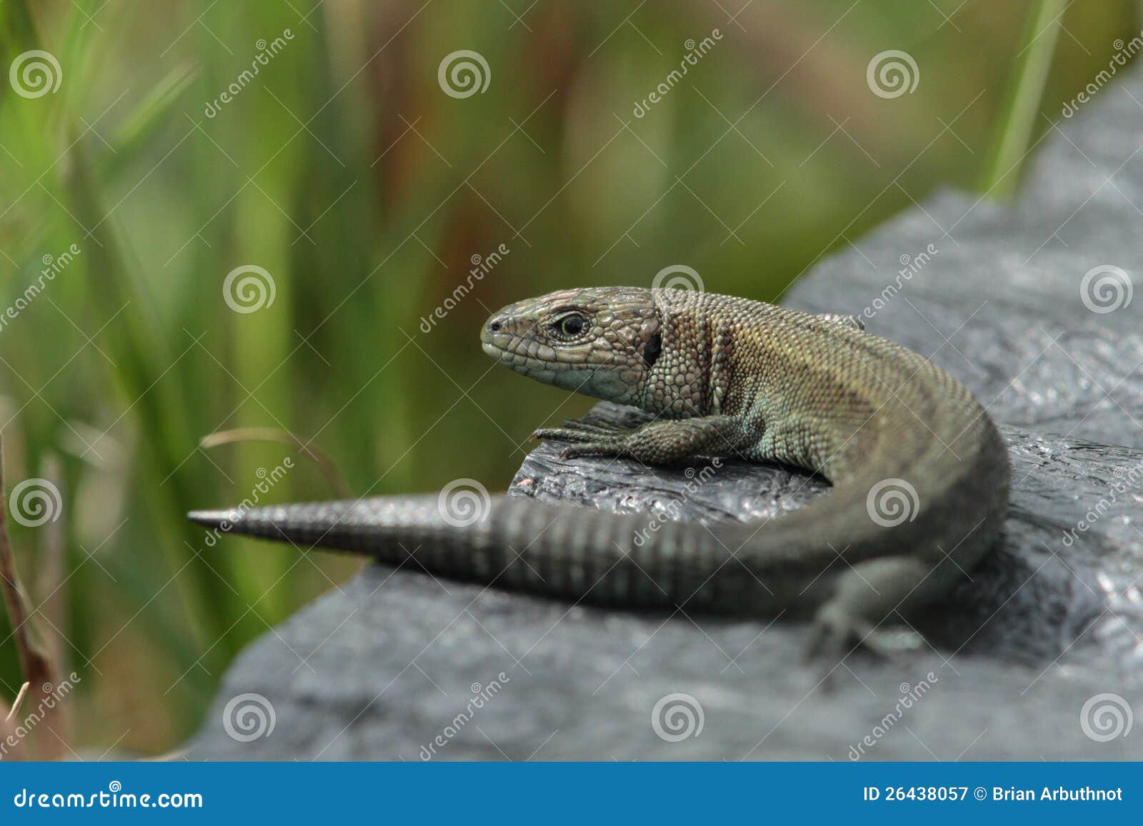 Viviparous lizard. stock image. Image of wildlife, nature - 26438057