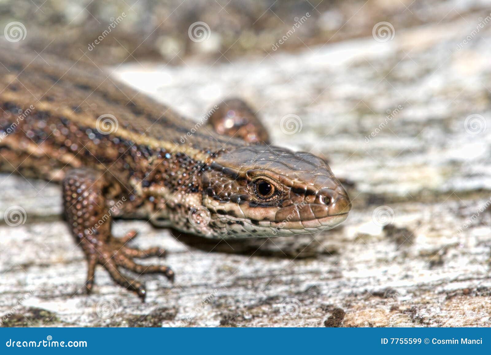Viviparous lizard stock image. Image of wildlife, animal - 7755599