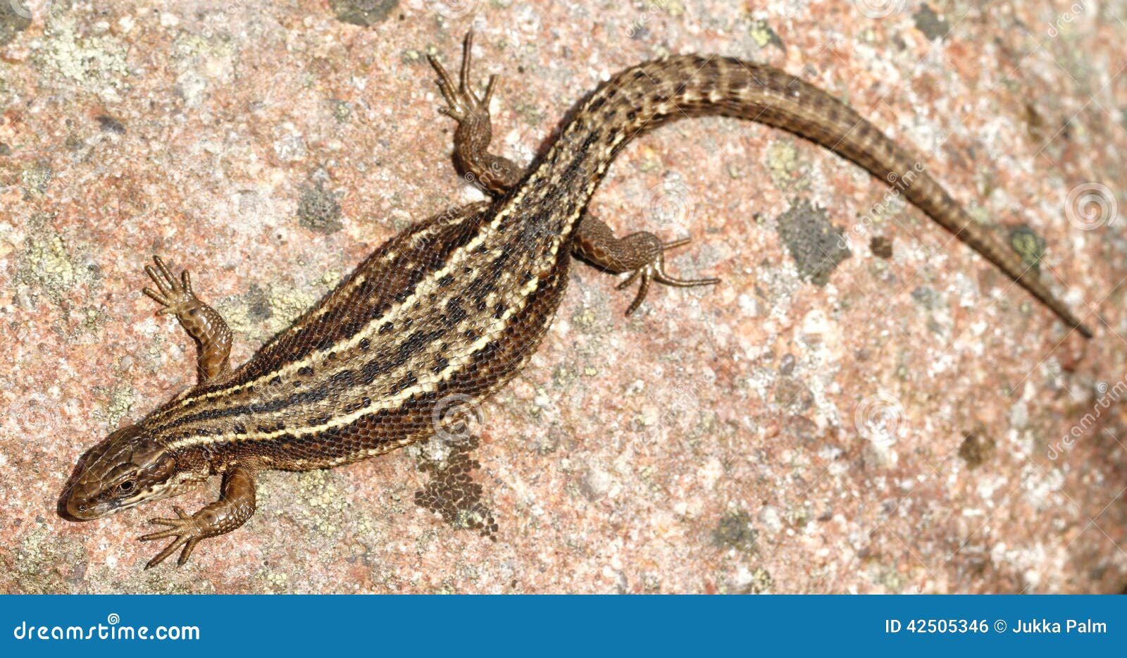 Viviparous lizard stock photo. Image of lizard, zootoca - 42505346