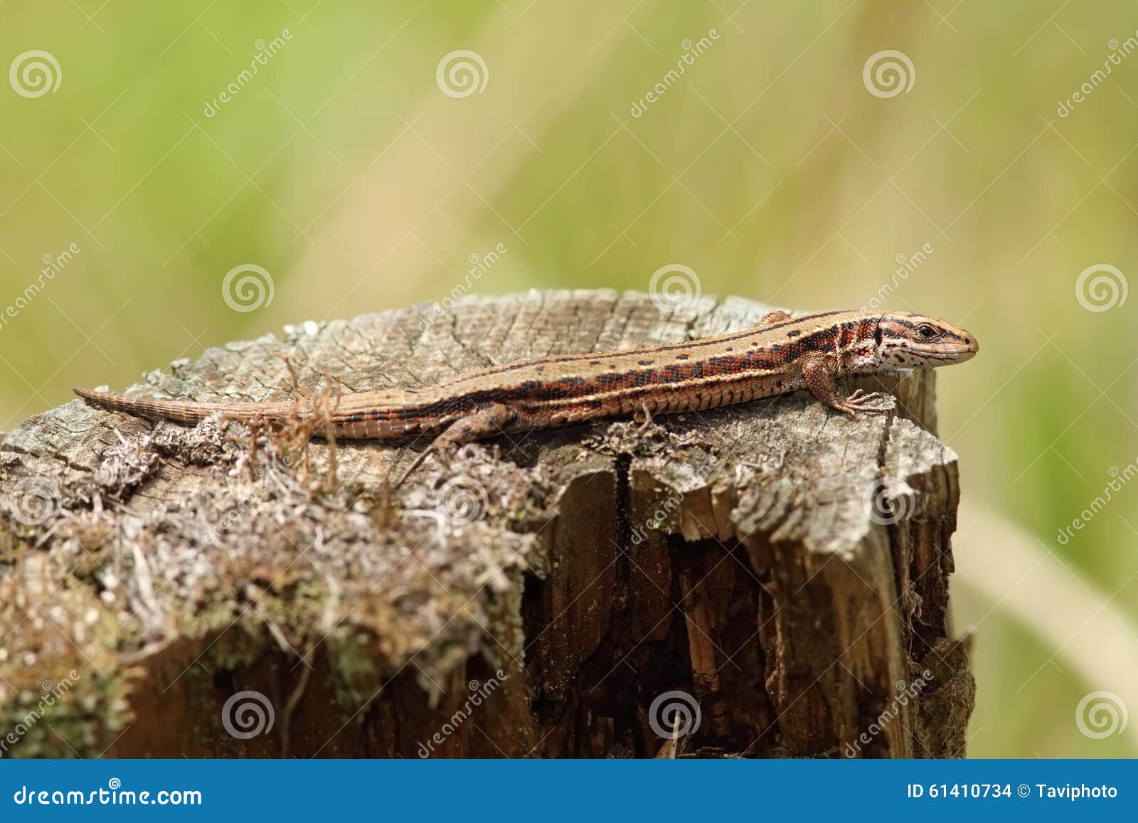 Viviparous Lizard Basking on Tree Trunk Stock Photo - Image of biology ...