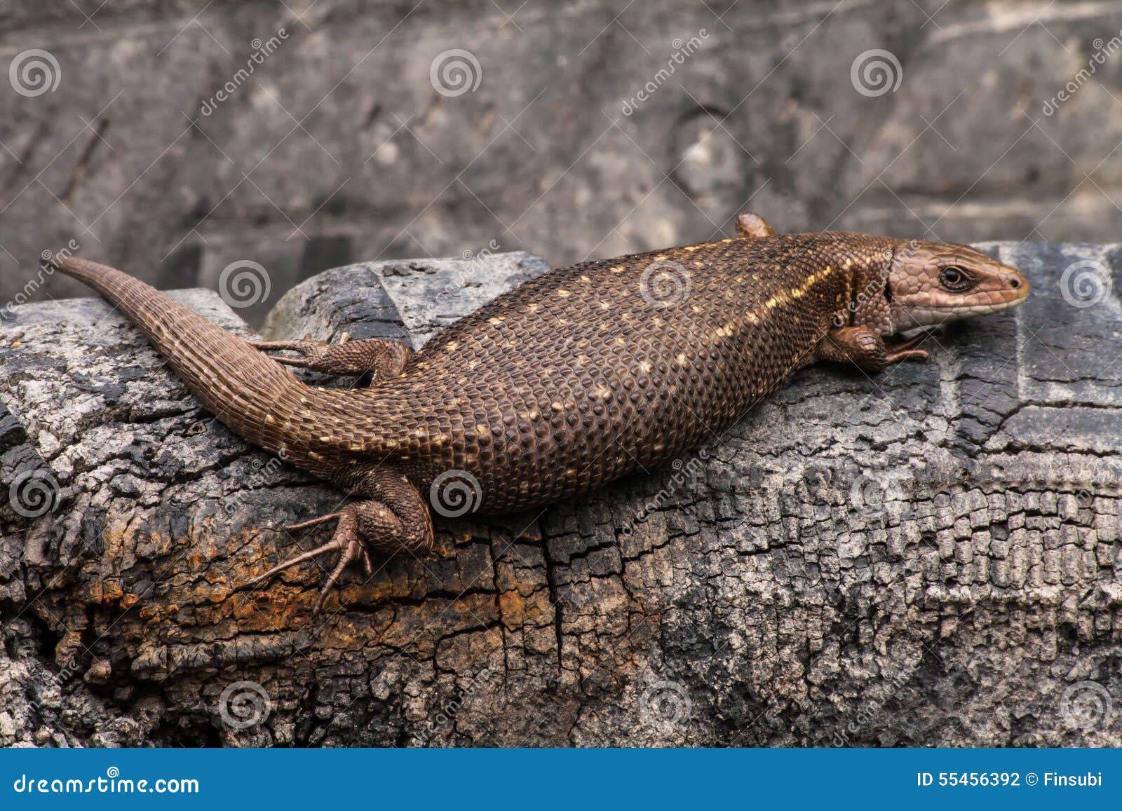 Viviparous lizard stock photo. Image of lizard, closeup - 55456392