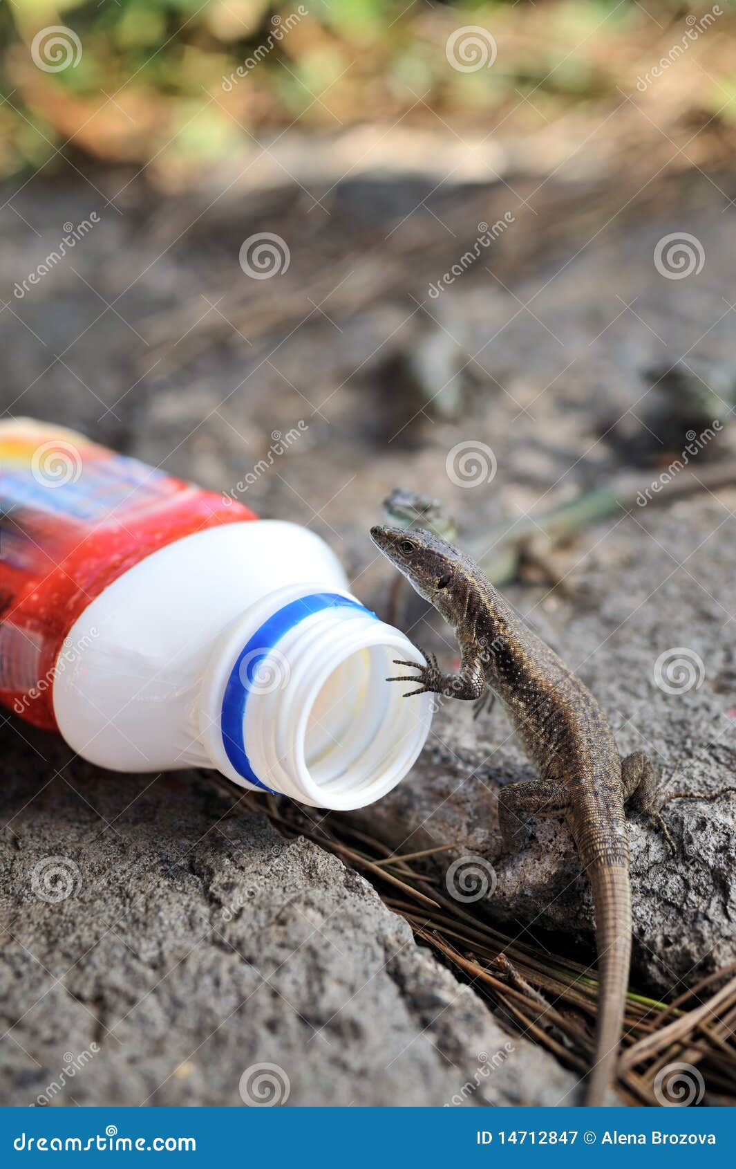 Viviparous Lizard and Plastic Bottle Stock Image - Image of garbage ...
