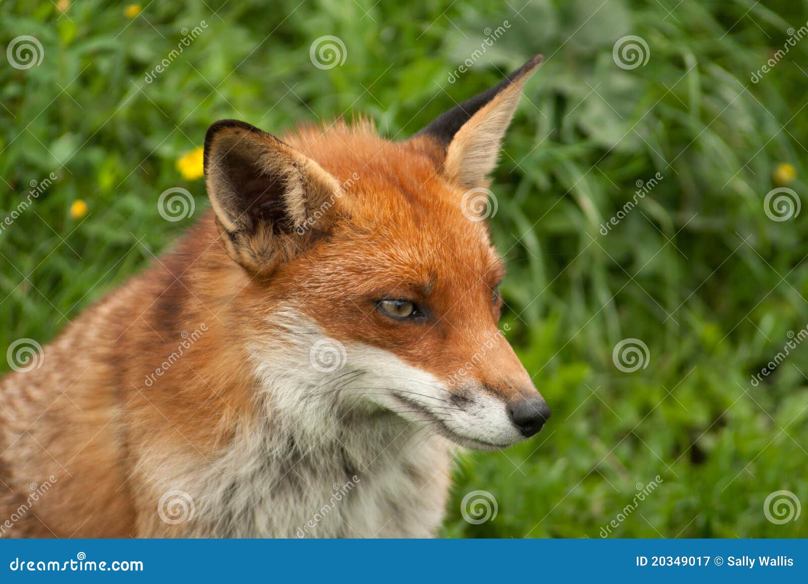 Vixen looking wild-eyed stock image. Image of mask, wildlife - 20349017