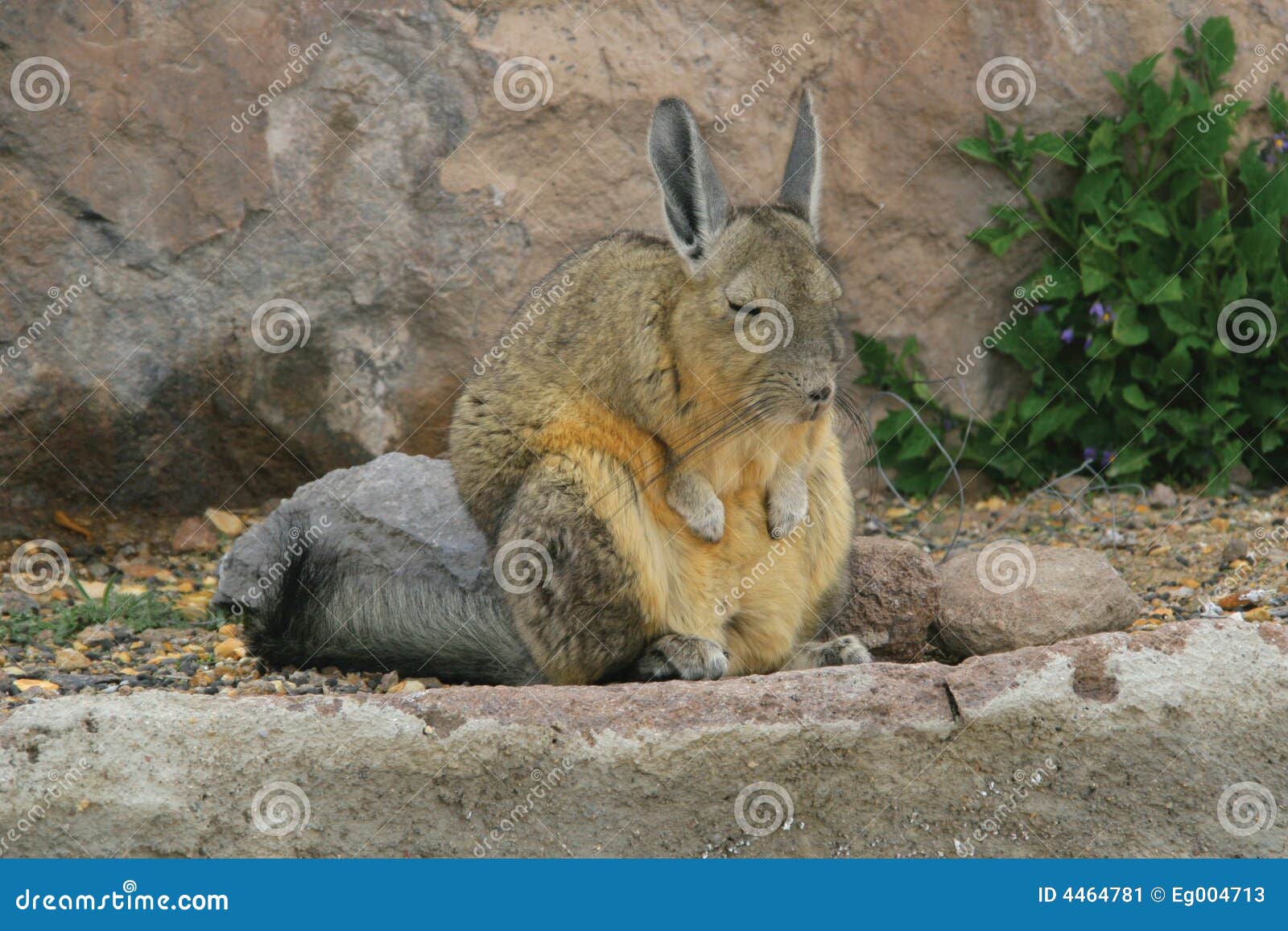 Vizcacha imagen de archivo. Imagen de mascotas, lindo - 4464781