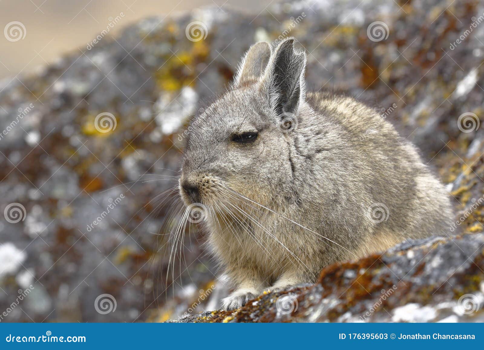 Vizcacha Peruana Lagidium Peruanum Royalty-Free Stock Photo ...