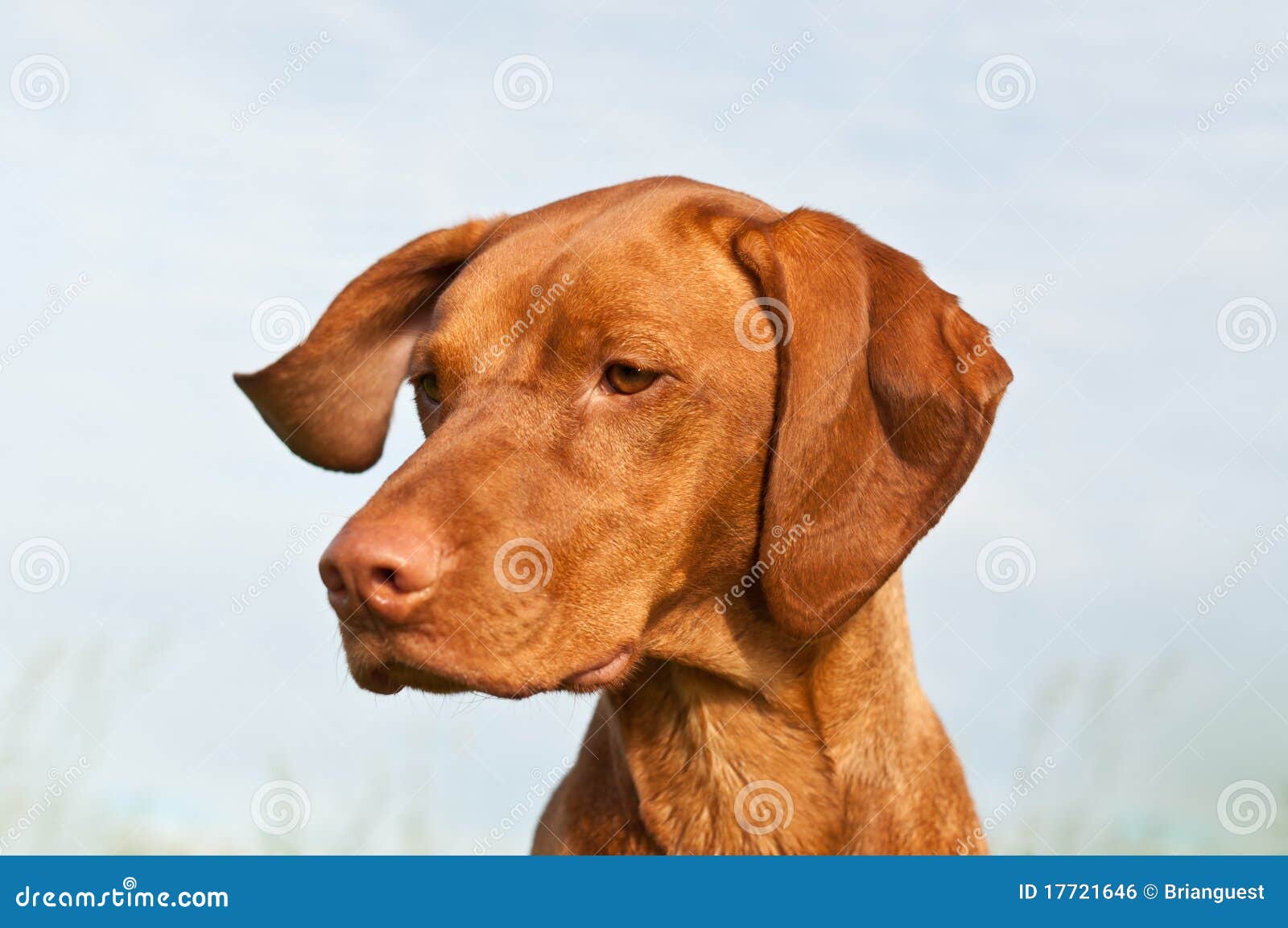 Vizsla Dog (Hungarian Pointer) Closeup Stock Photo - Image of ...