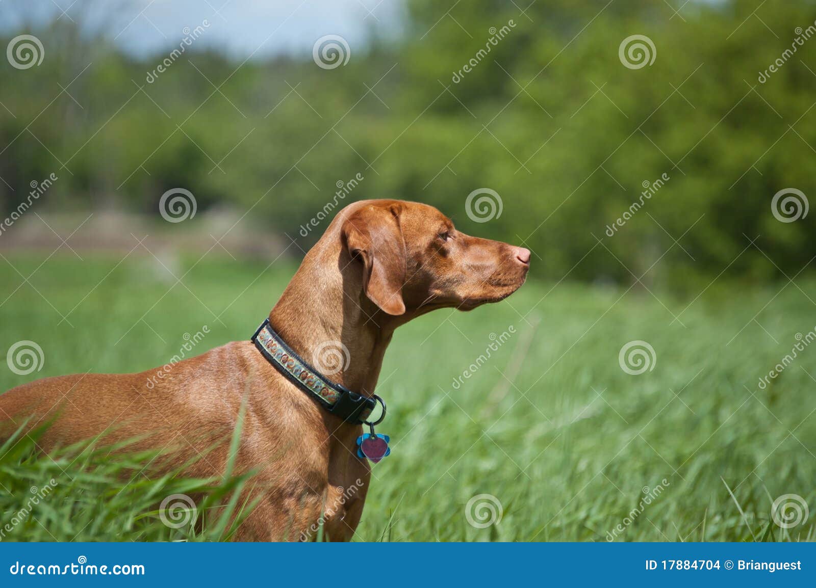 Vizsla Dog (Hungarian Pointer) in a Green Field Stock Photo - Image of ...