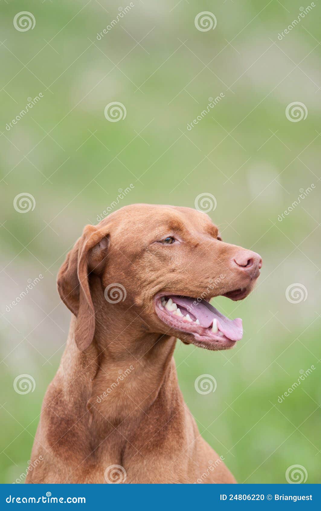 Vizsla Dog (Hungarian Pointer) in a Green Field Stock Photo - Image of ...